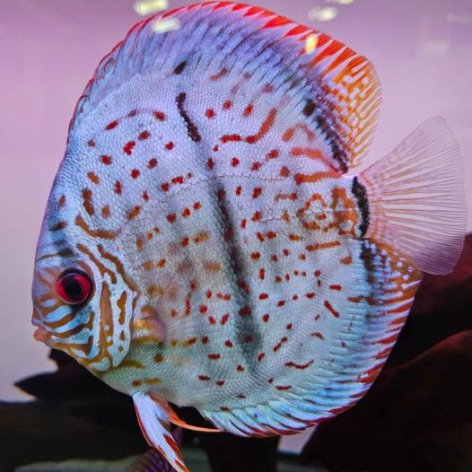 King of the Aquarium: Discus Care Guide and Tips for Happiness - Discus ...
